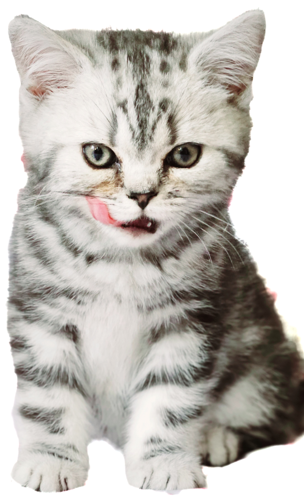 Comment bien nourrir mon chat ? - Chatterie de Britishs'Garden