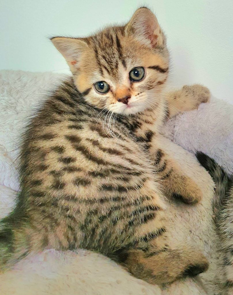 Les couleurs du chat British tabby - Chatterie de Britishs'Garden