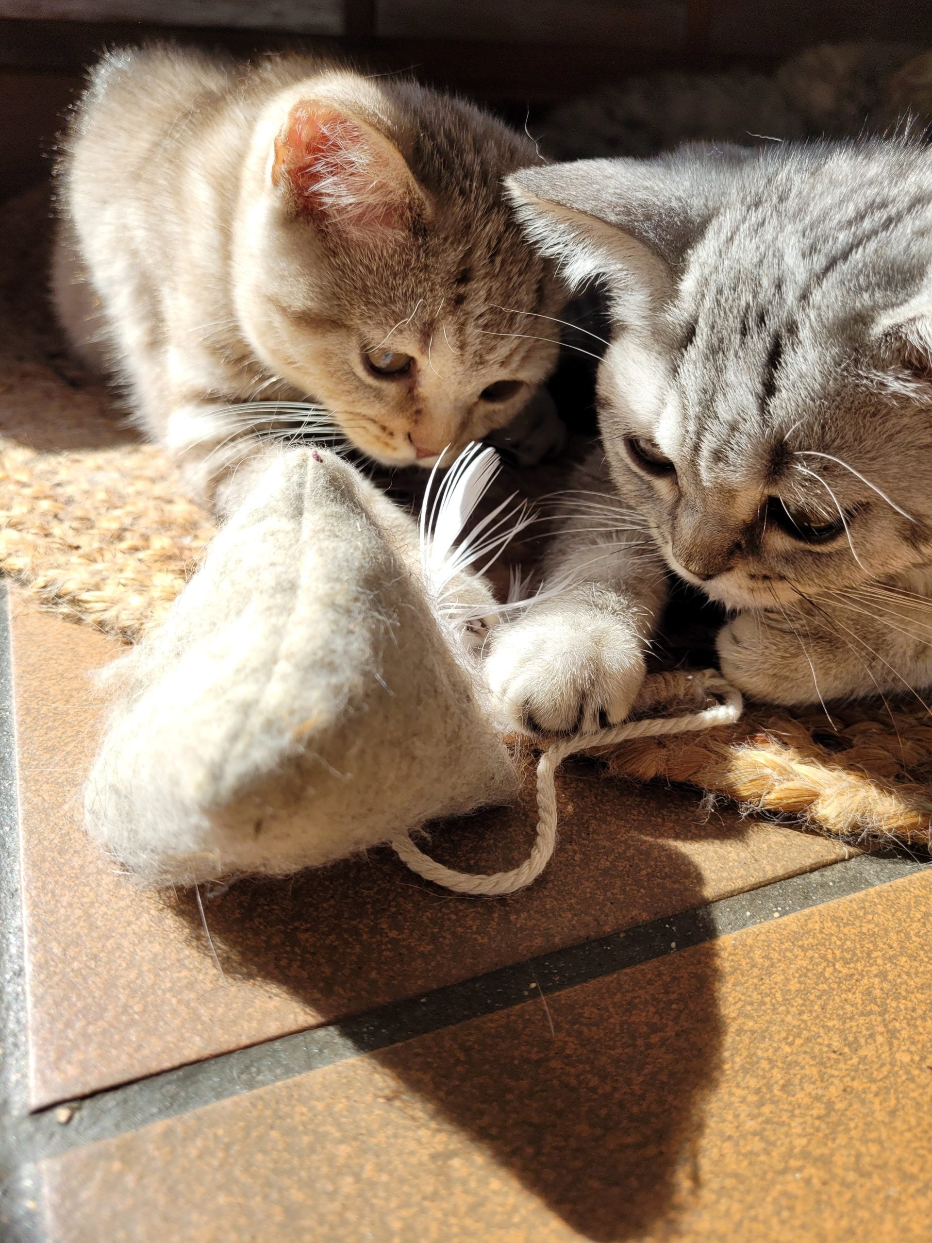 La black silver tabby 3 - Tinkerbel de Britishs’Garden - Chatterie de ...