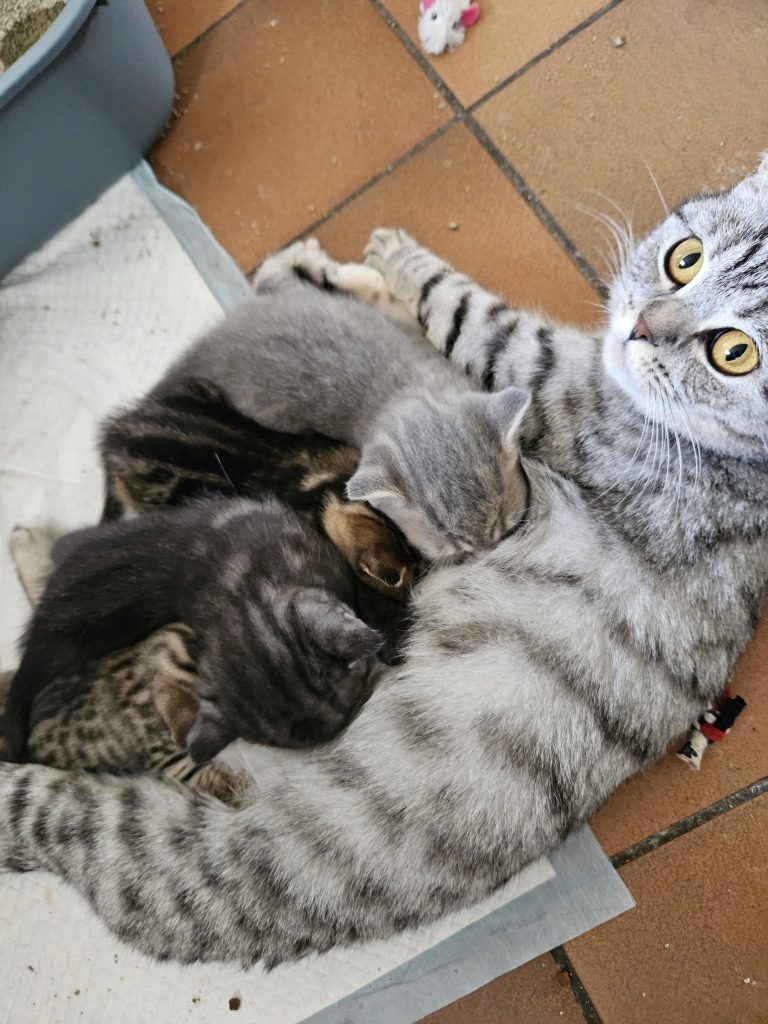 La génétique et les couleurs de nos chatons - Chatterie de Britishs'Garden